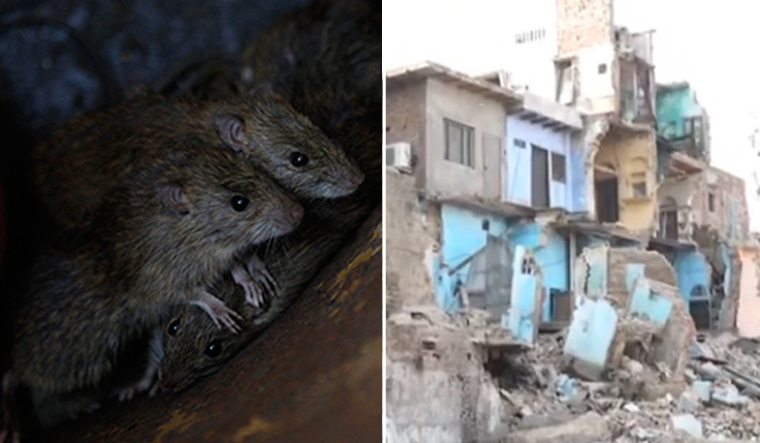 Rats burrowing underground bring down three-storey building in Agra ...