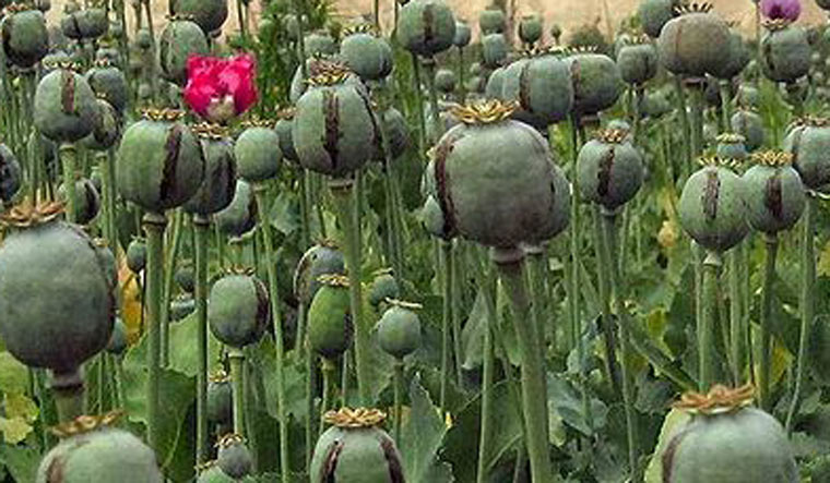 MP: Govt to buy poppy husk worth Rs 100 crore from farmers, burn it ...