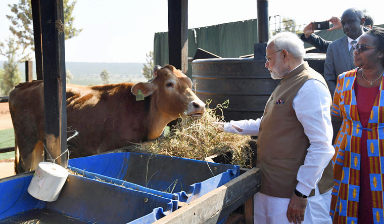 Bovine diplomacy: PM Modi gifts 200 cows to Rwanda village- The Week