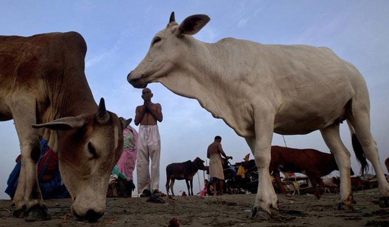 'Cow, Ganga, Gita' identity of India: UP minister- The Week