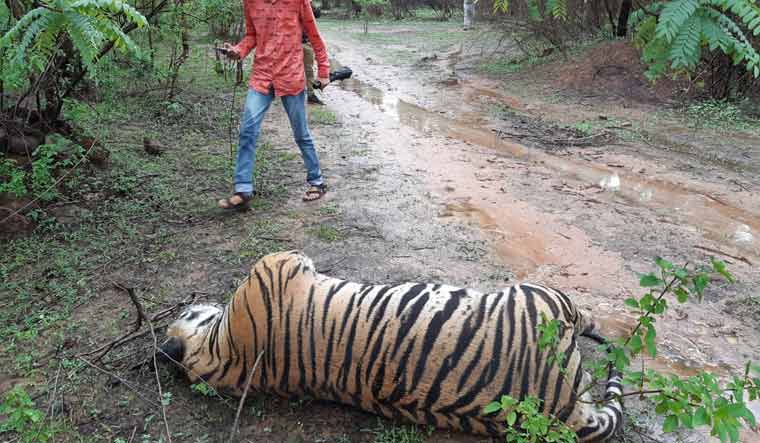 Over 300 tigers, elephants died in three years in India- The Week