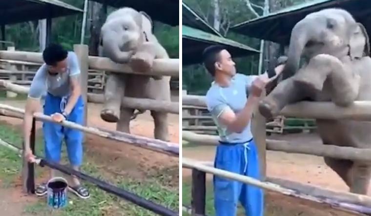 WATCH: Adorable baby elephant video wins internet hearts- The Week