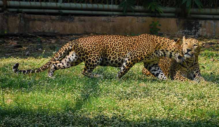 Five in Kerala arrested for killing leopard, eating its meat- The Week