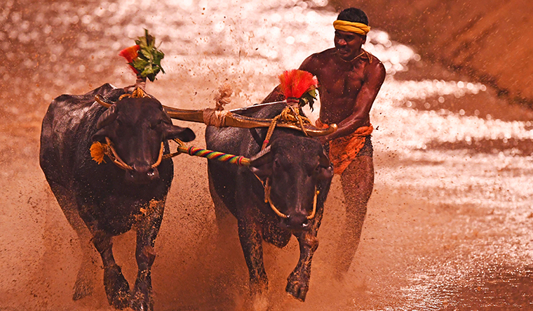 What is Kambala race, that shot Srinivasa Gowda to fame?- The Week