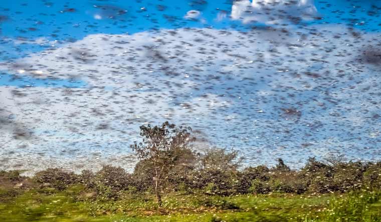 After COVID, cyclone, India bracing up for locust plague- The Week