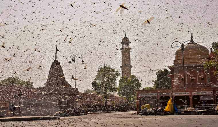 Ten UP districts on alert after locust swarms attack crops in Rajasthan ...