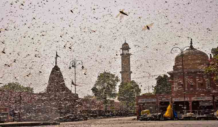 Explainer: India's 'worst' locust plague, and why it needs to be ...
