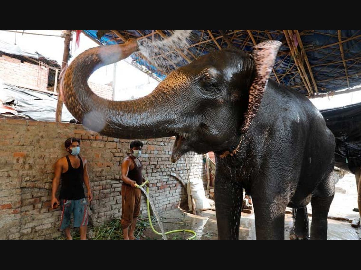 Pet Kerala Elephant
