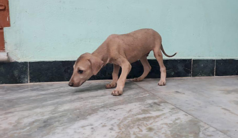 All you need to know about 'Chippiparai,' Tamil Nadu sprinter dog breed ...