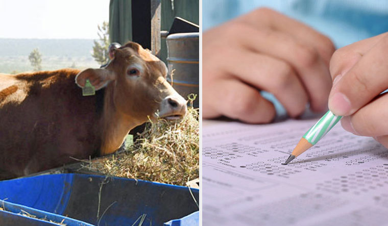 What is the syllabus for the national cow science exam?- The Week