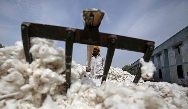 Punjab's maize, cotton yield to dip 13-11 per cent by 2050: Report ...
