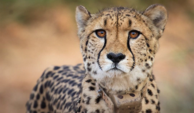 Project Cheetah first anniversary: Kuno big cats likely to be released ...