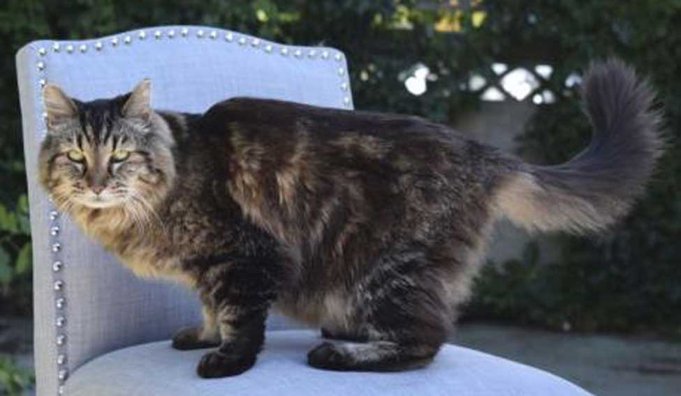 Meet the world's oldest cat