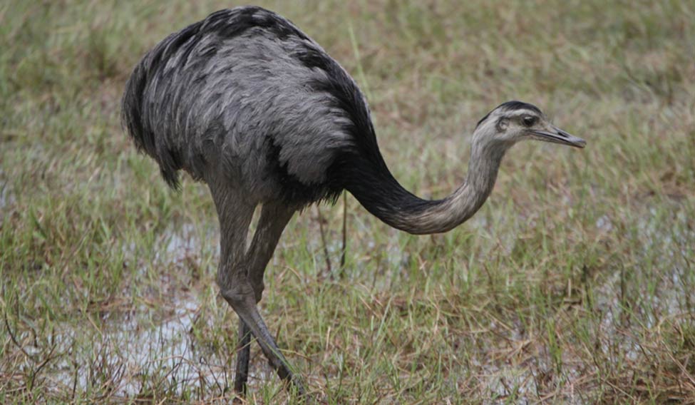 Beware of aggressive, big bird!