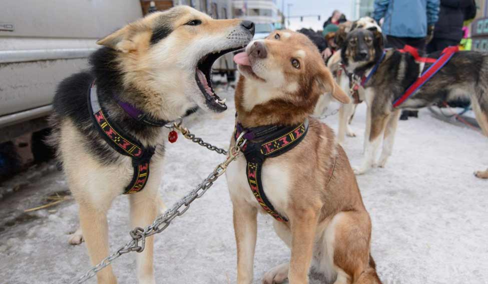 Do Dogs Feel Empathy