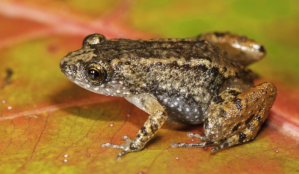 Spotted Cricket Frog