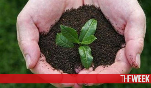 Engineer develops drone capable of planting one billion trees
