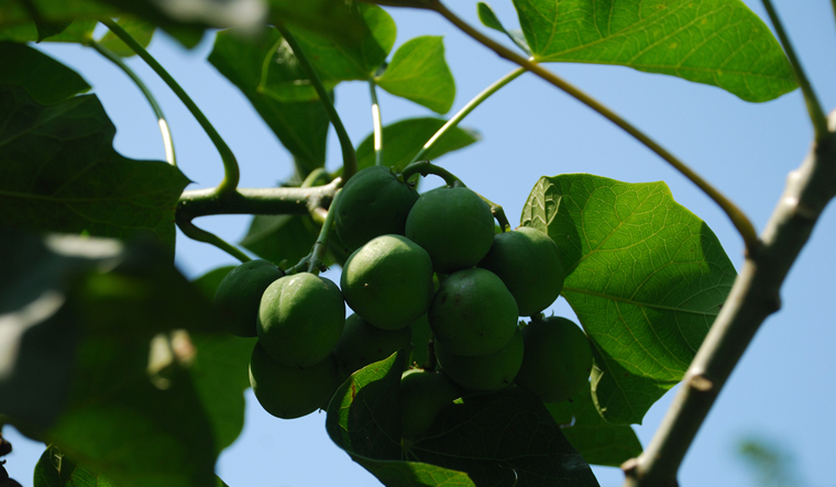 Plant-based bio-jet fuels could replace conventional petroleum fuels ...