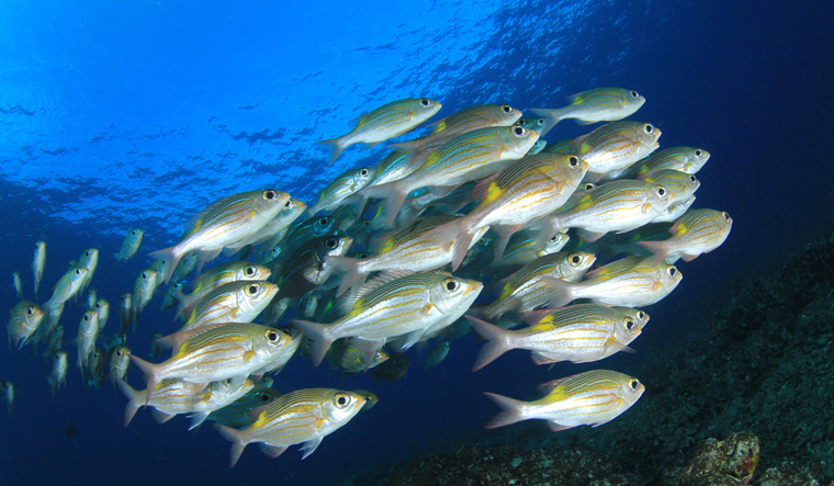 Rising temperatures will hit ocean species hardest, says study- The Week