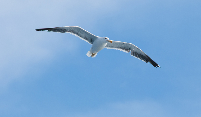Scientists dream of designing seagull winged plane- The Week