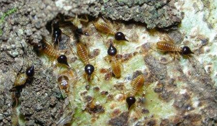 Termite gut microbes may contribute to 'clean coal' revolution- The Week