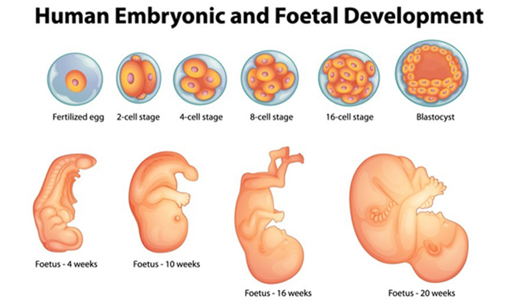 How embryo develops at molecular level decoded- The Week