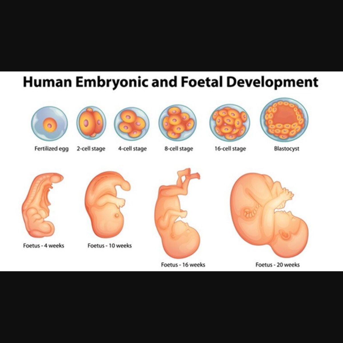 Human Embryo 20 Weeks