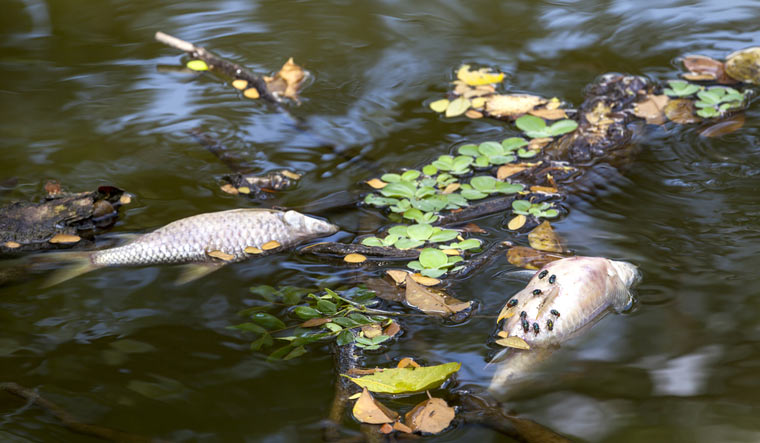 Fish kills in MP related to sewage effluents in lakes- The Week