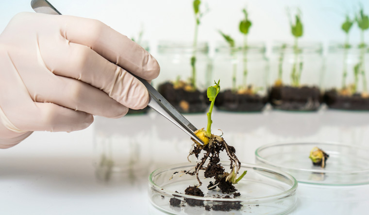 Government working on seed traceability solutions- The Week