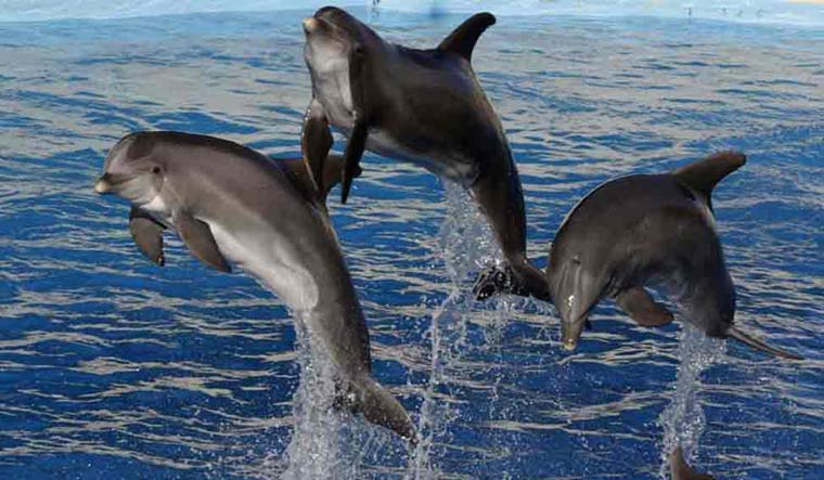 Young dolphins socialise with friends they chose wisely- The Week