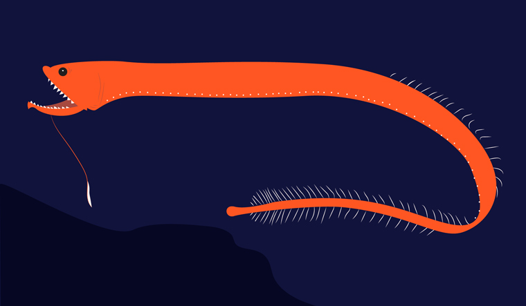 Scientists solve the riddle of deep-sea dragonfish's invisible teeth ...