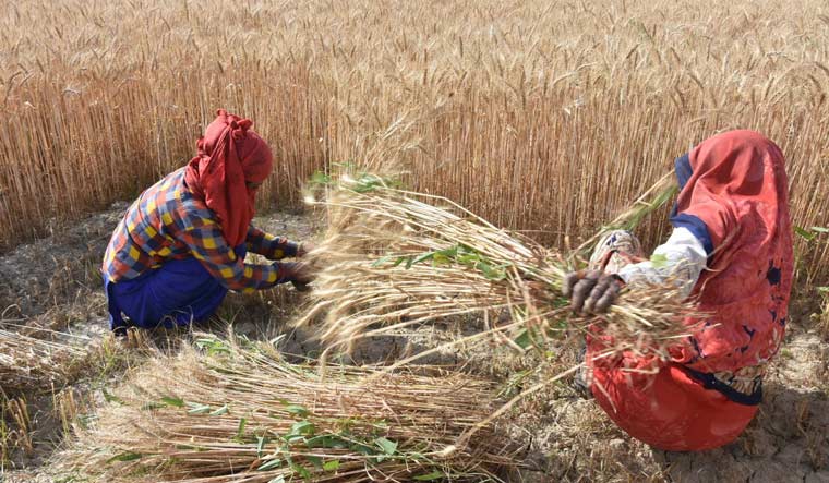 Economic Survey: Agriculture sector achieved 4.6 per cent growth- The Week