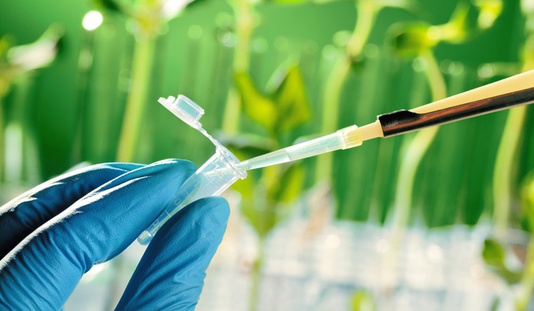 Plant genetics breakthrough may help improve crop yields worldwide- The ...