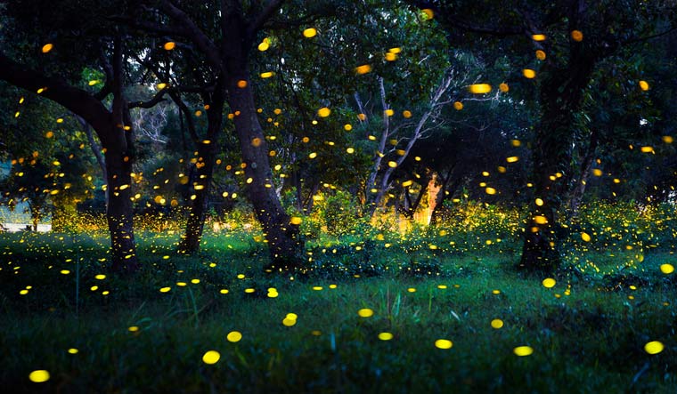 Where have all the fireflies gone? - The Week