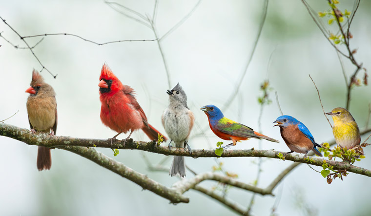 Citizen science: Volunteers help bird survey in Maha's Pench Tiger ...
