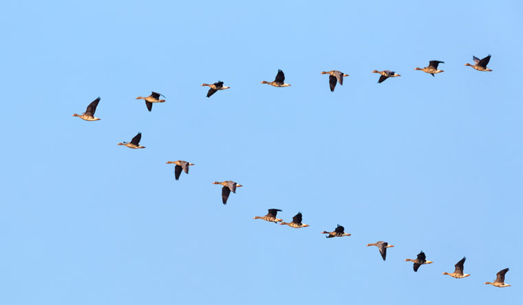 'How birds influence each other in coordinated flight decoded'- The Week