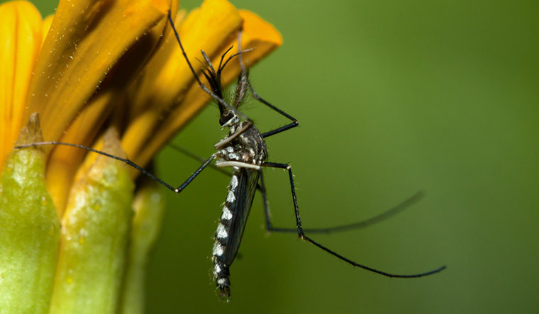 Why some flowers are more attractive to mosquitoes- The Week