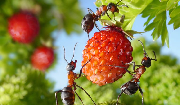 Insects wounding fruit, vegetable crop leaves may make produce ...