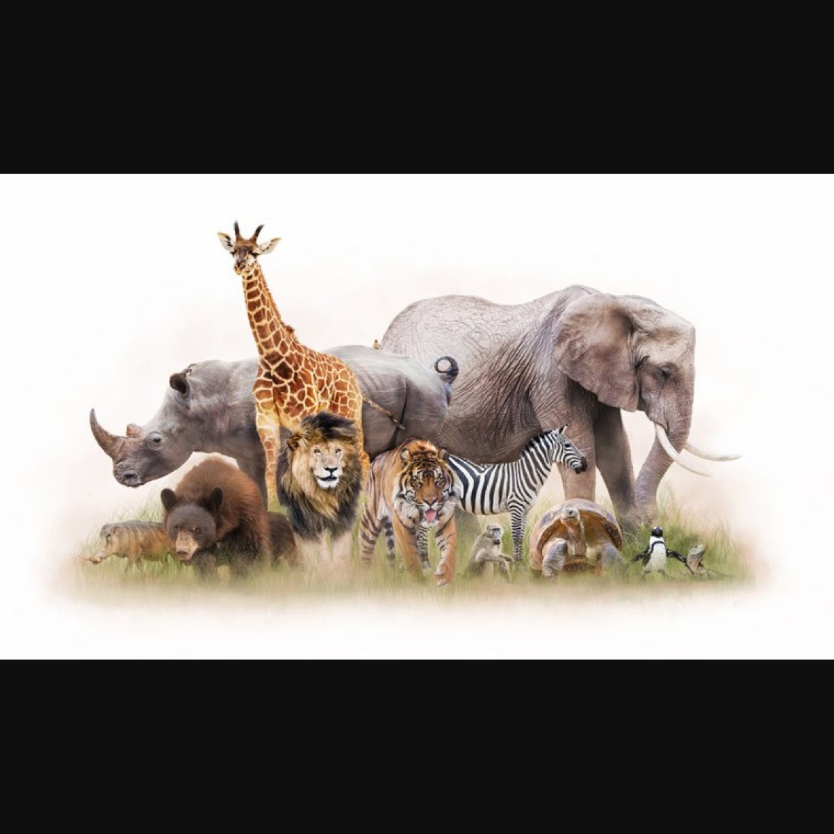 Wild Animals Together