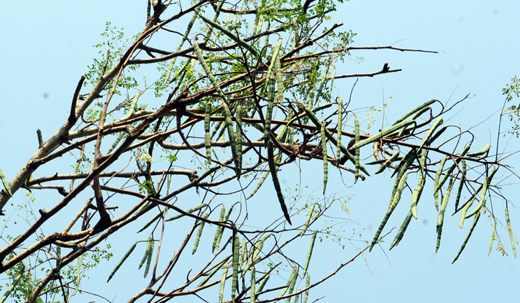 Moringa tree seed could bring clean water to millions- The Week