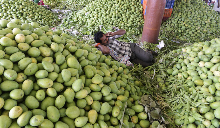 Mango peel waste can help clean oil pollution- The Week