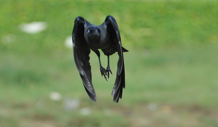 Trained crows deployed as trash collectors at French park - The Week