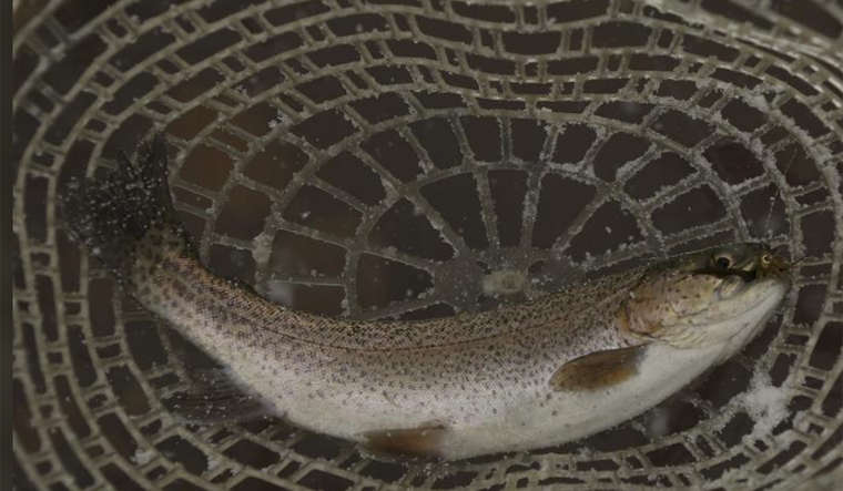 It's official: Rainbow trout is salmon in China- The Week