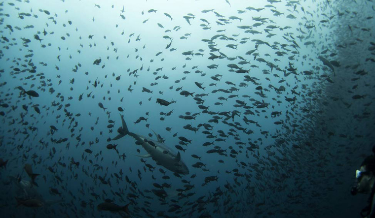 Scientists one step closer to understanding of the world's oceans- The Week