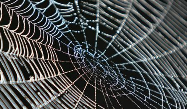 Scientists develop bacteria that produce biosynthetic spider silk- The Week