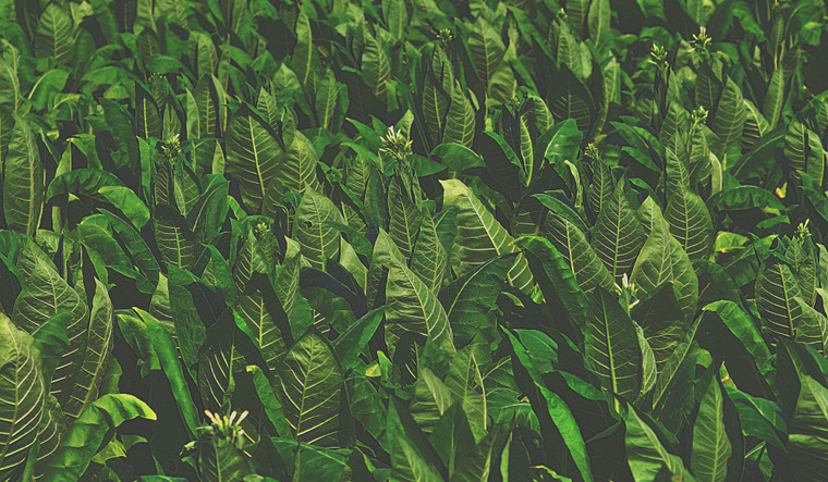 Tobacco plant-based bioreactors can help treat diabetes, arthritis ...