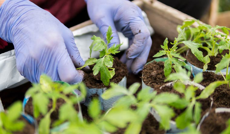 Growing crops on Mars, Moon possible for future explorers, says study ...