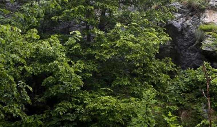 India has increased forest, tree, mangrove cover in two years: report ...