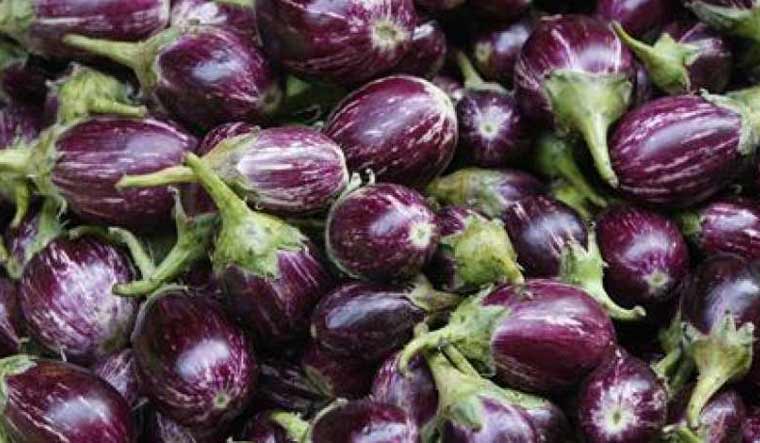 Conformation of Bt brinjal cultivation rakes up GM crops debate once ...