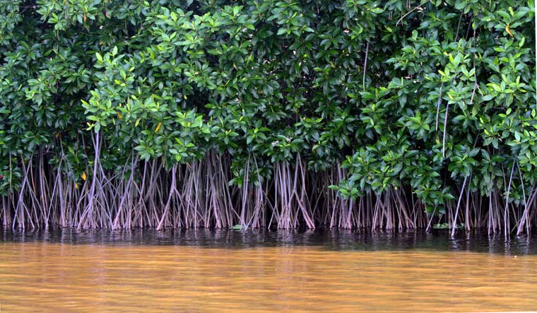 Coastal mangrove biodiversity under threat of existence - The Week